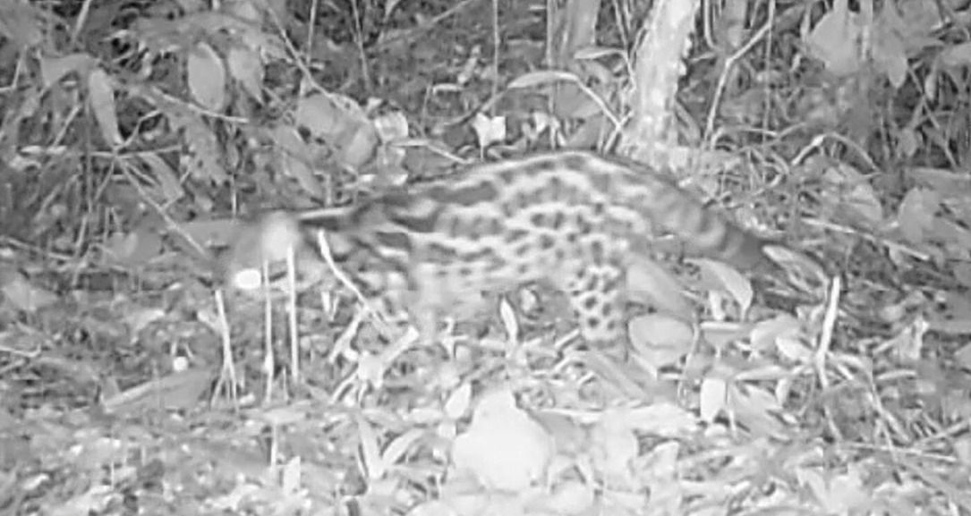 Raro gato-maracajá é flagrado no Parque Natural Municipal Caminho do ...